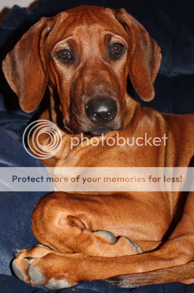 Myeisha, the ridgeless Rhodesian Ridgeback - Positively | Victoria Stilwell | Forum